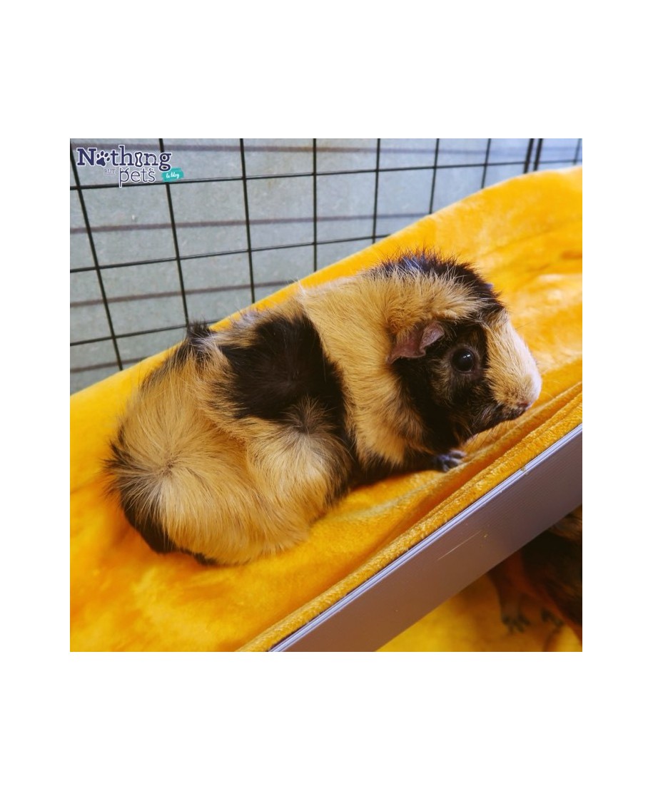 Tapis pour Kavee cage